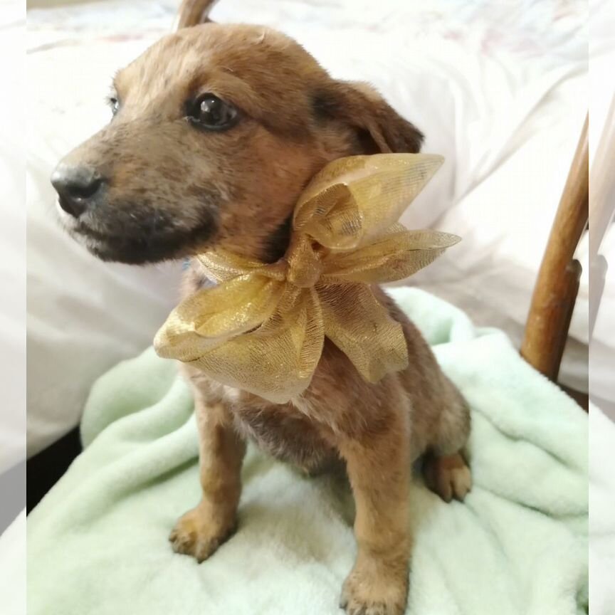 Щенок в добрые руки