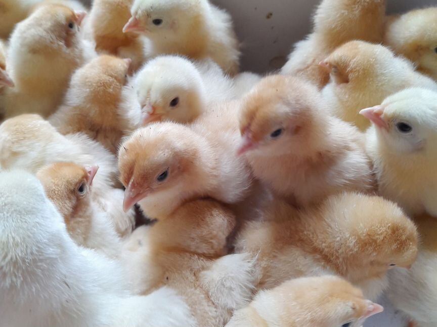 Цыплята порода мини мясные