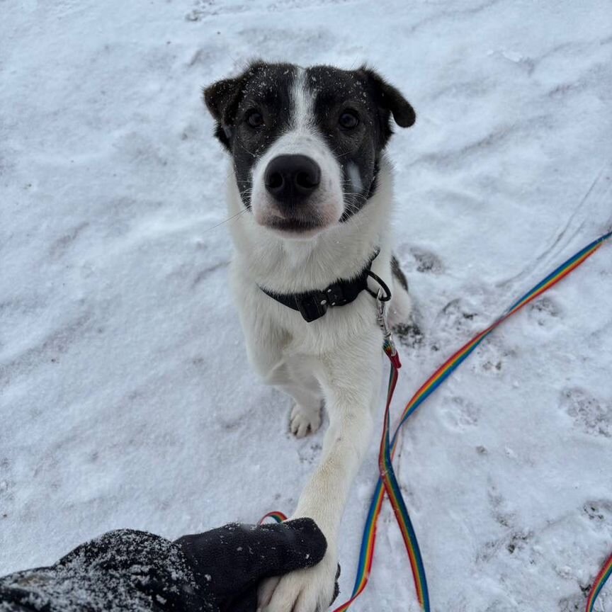 Взрослая собака в добрые руки