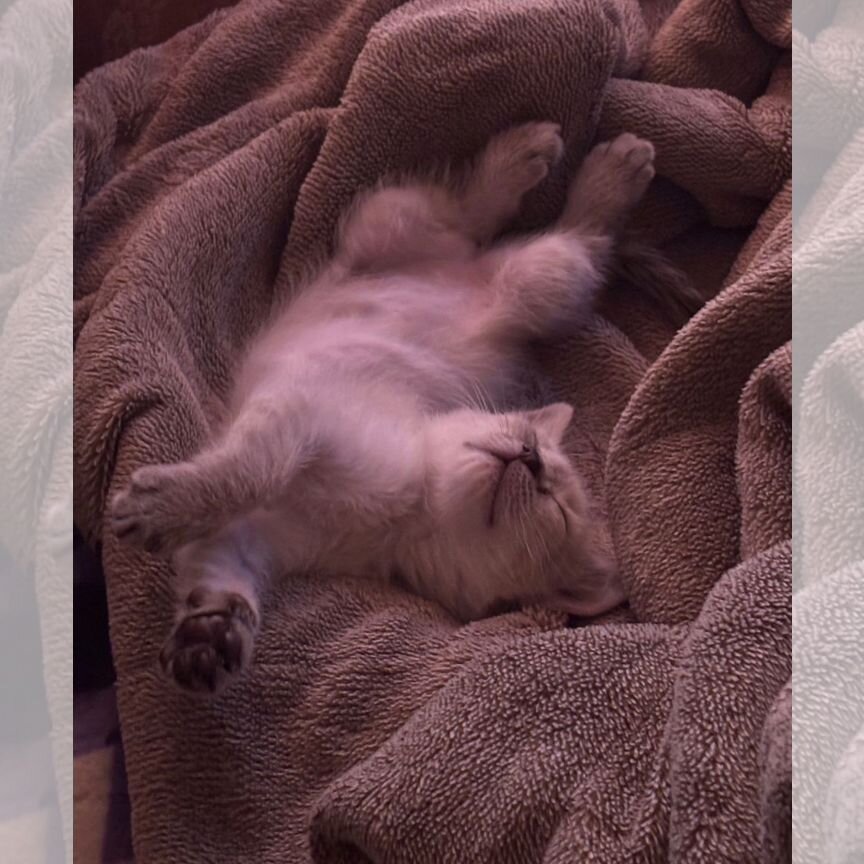 Котёнок в добрые руки