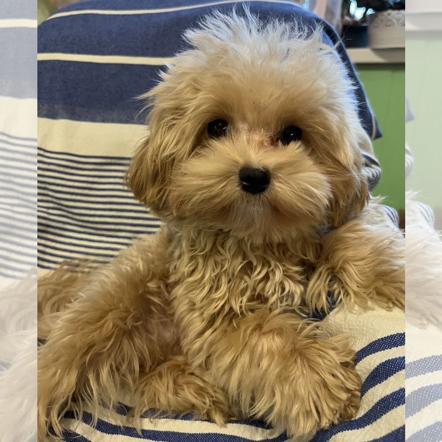 Мальтипу, щенок