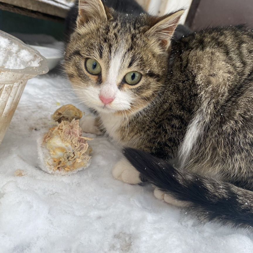 Отдам котят в добрые руки