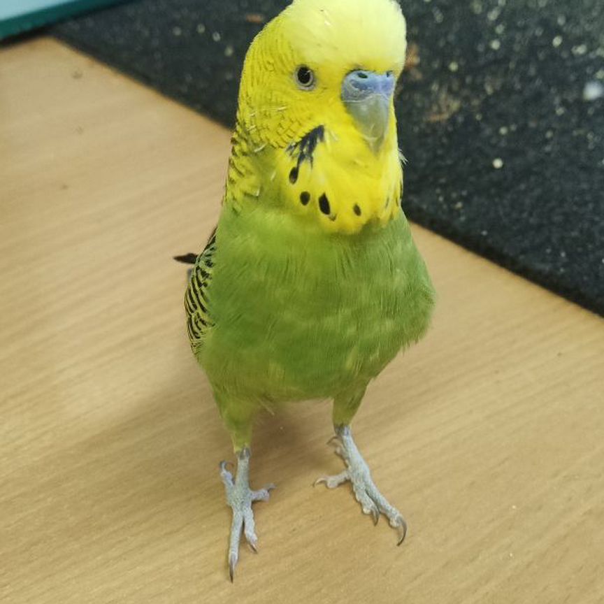 Волнистый попугай с клеткой