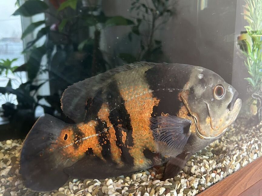 Астронотус тигровый