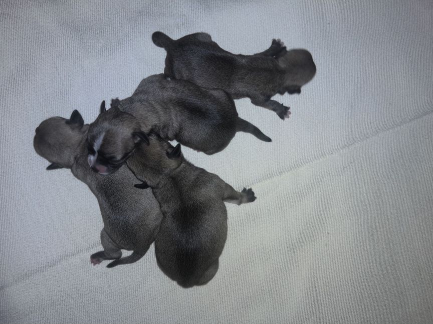 Щенки чихуахуа