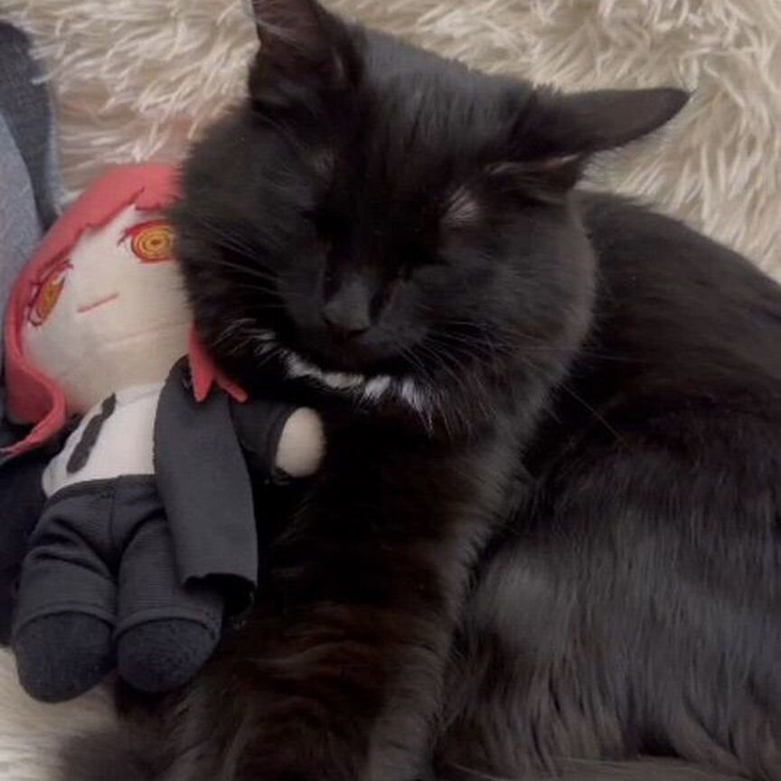 Черная кошка