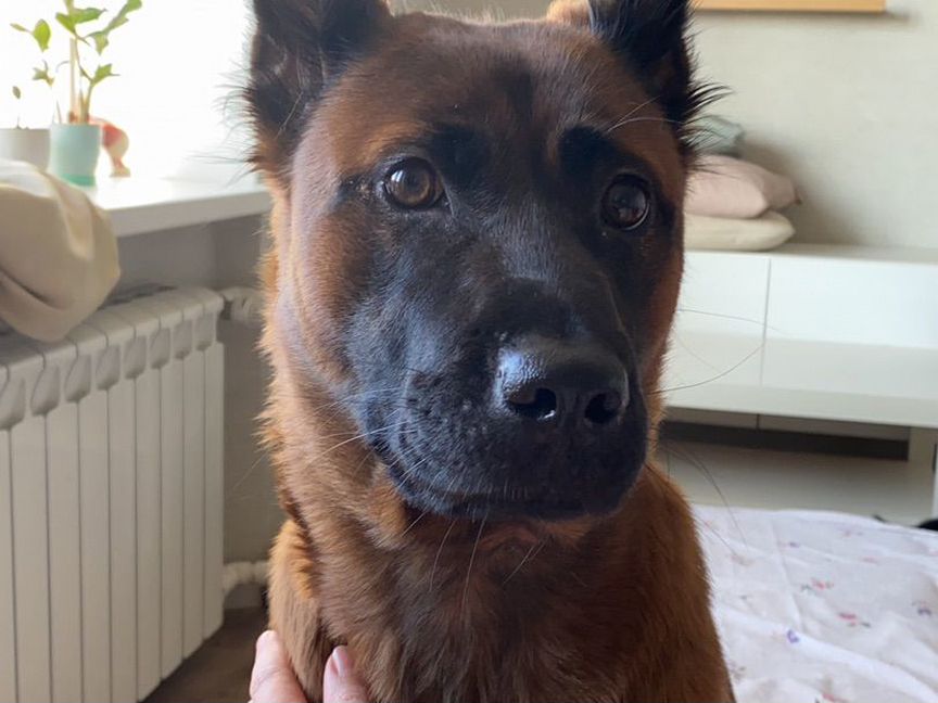 Тайский риджбек