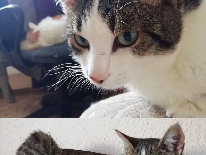 Ласковый кот