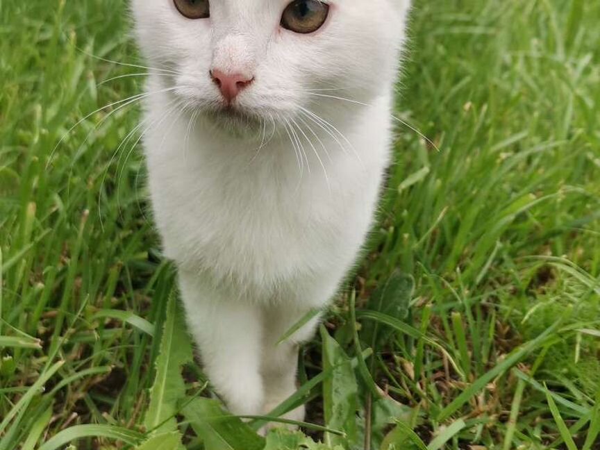 Котёнок девочка от турецкой ангоры