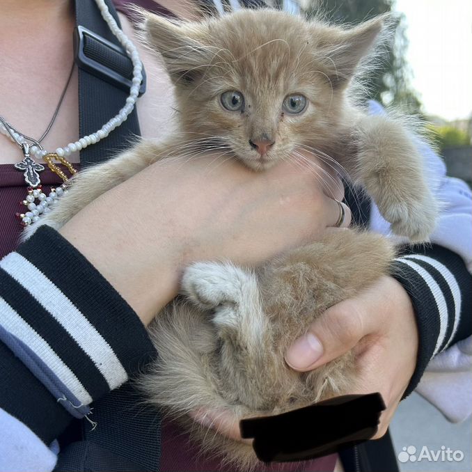 Котенок рыженький 2 месяца +