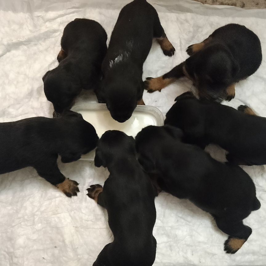 Продам щенков