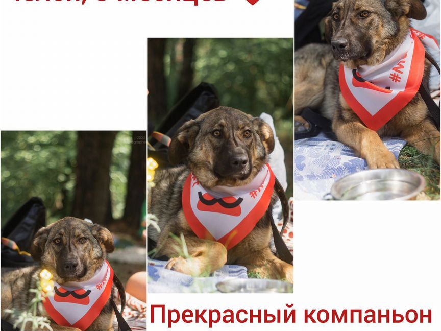 Хозяйственная и смышлёная собака, спасена с улицы