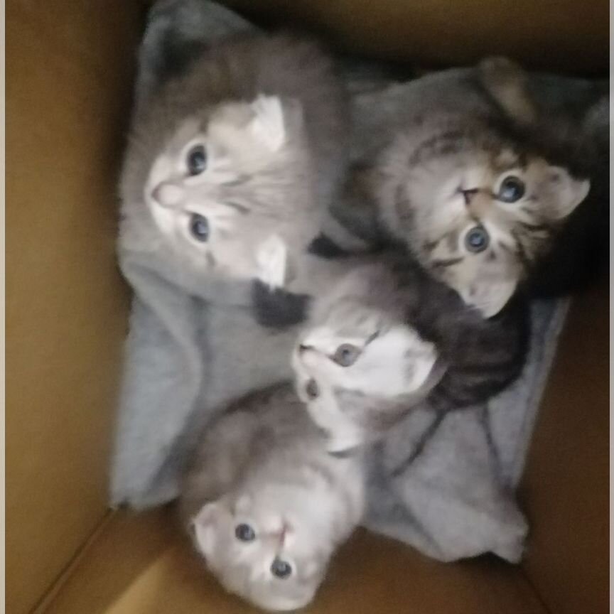 Шотландский вислоухий короткошёрстный котёнок