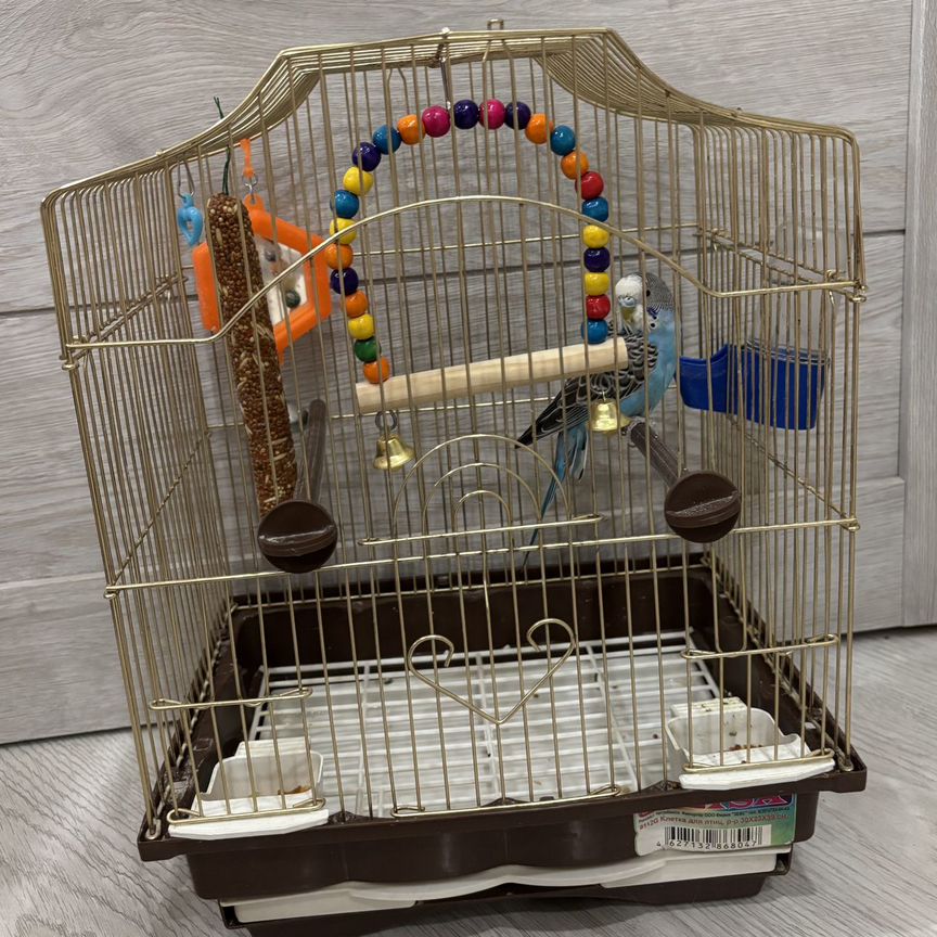 Волнистый попугай девочка