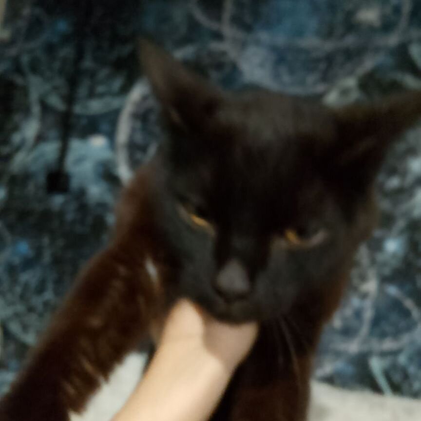 Кот,зовут уголёк,ласковый