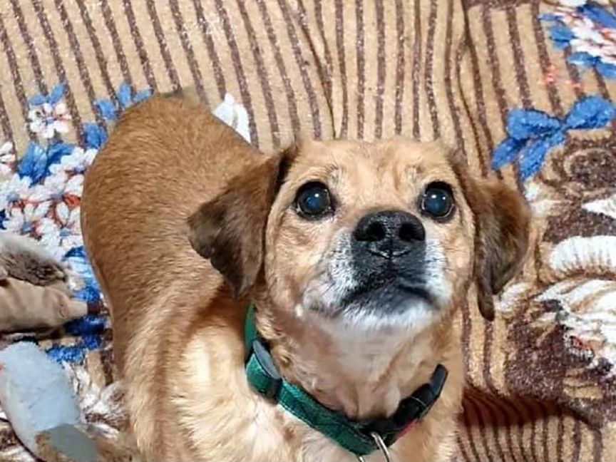 Маленький рыжий пес Гомер в добрые руки