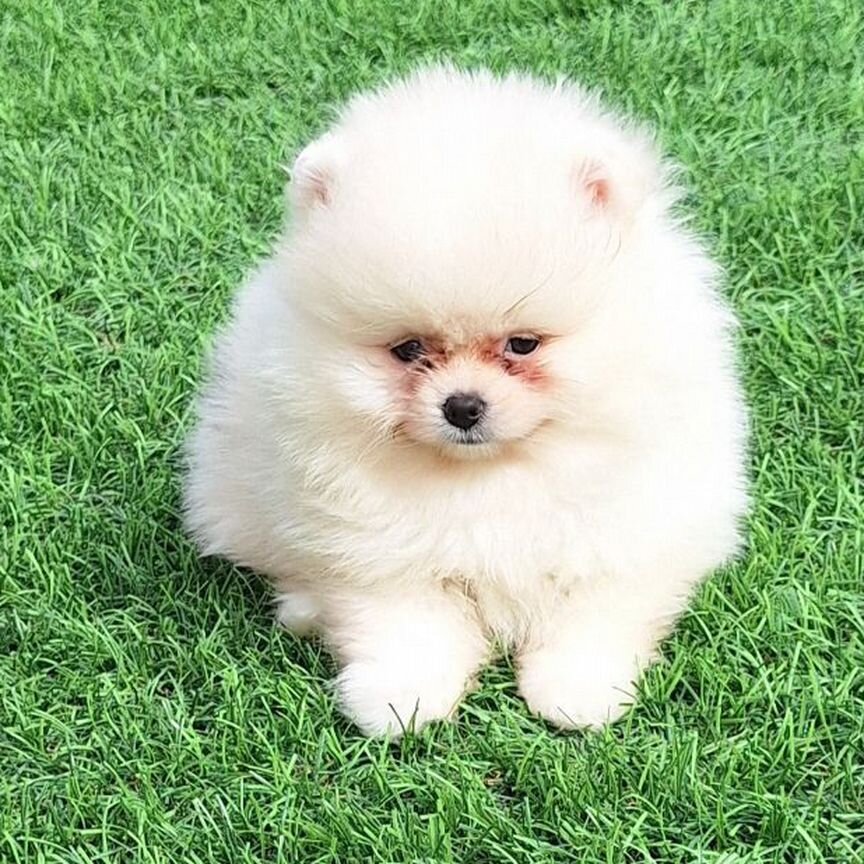 Померанский шпиц, щенок