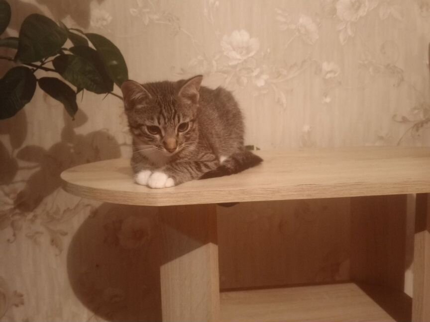 Котята подростки