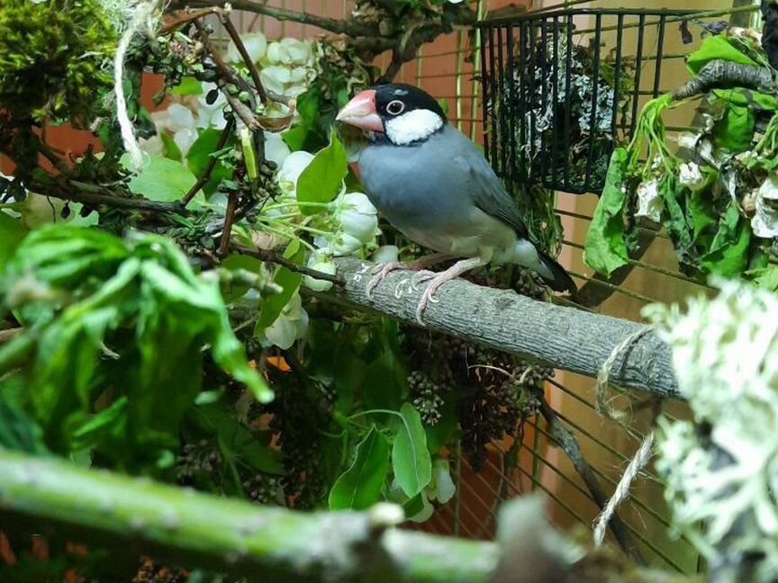 Рисовая амадина