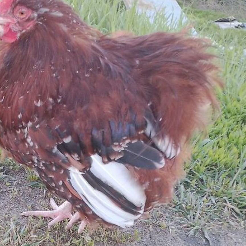 Петух орпингтон