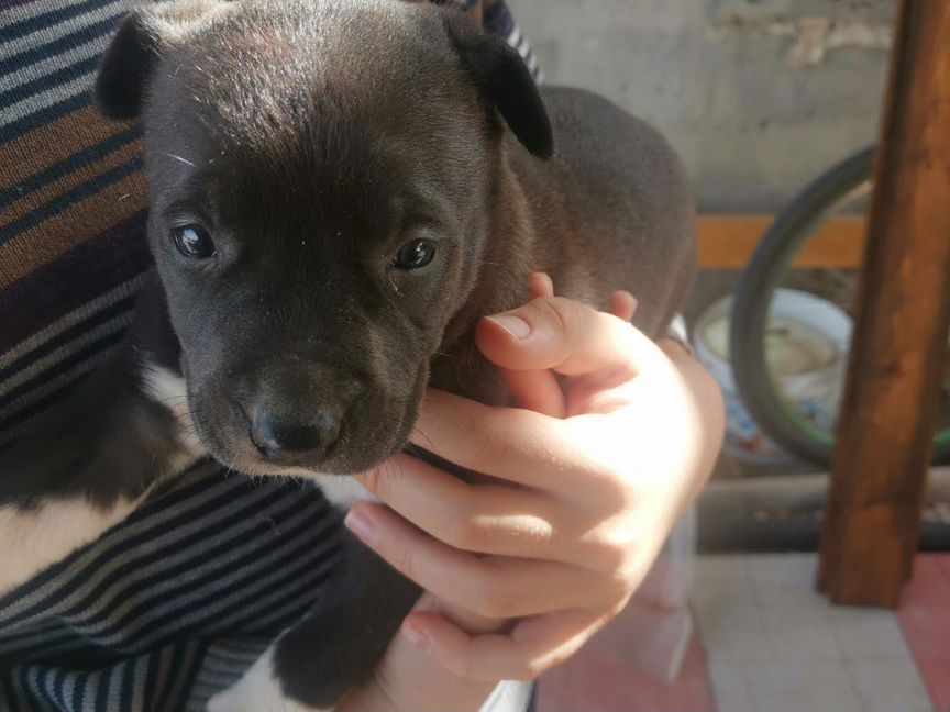 Собака питбуля