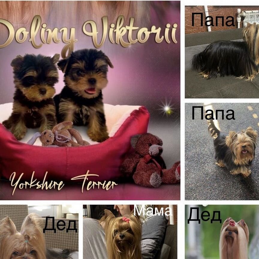 Йоркширский терьер, щенок