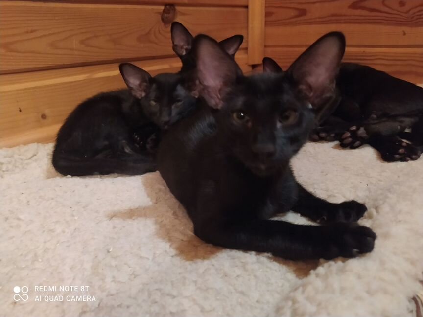 Ориентальные котята