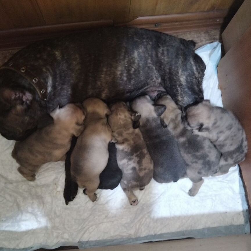 Продам щенков французского бульдога