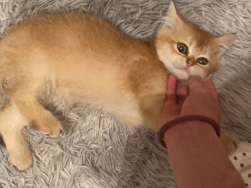 Котенок