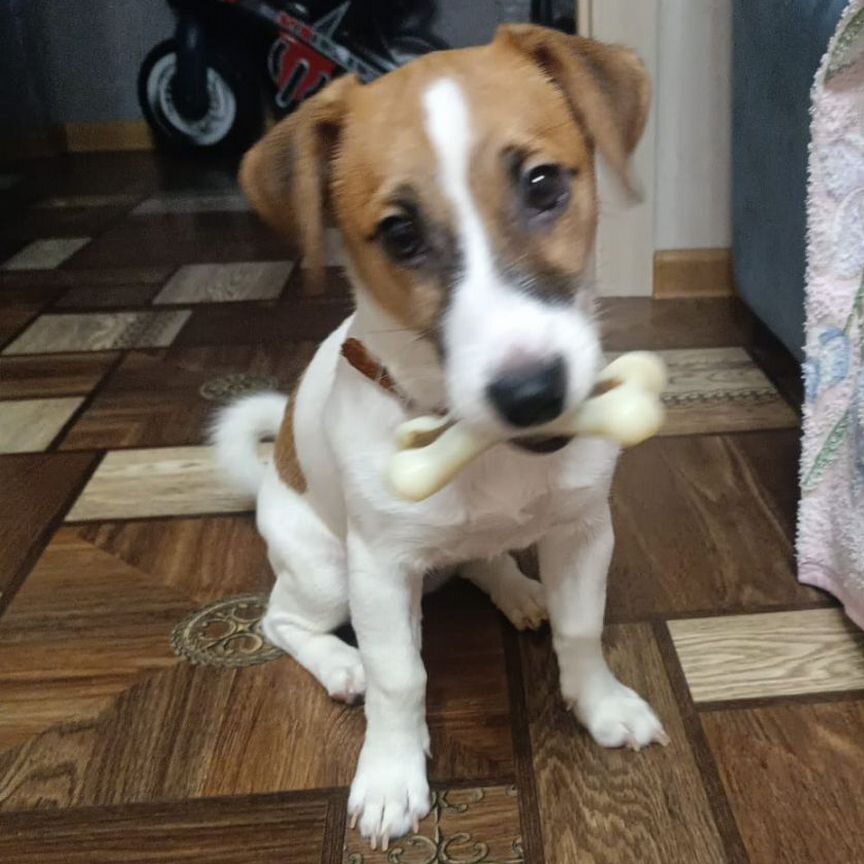 Джек-рассел-терьер, щенок