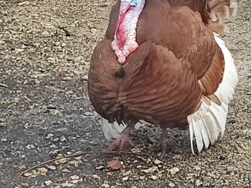 Индюк на племя