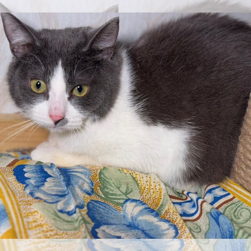 Алекса ищет дом