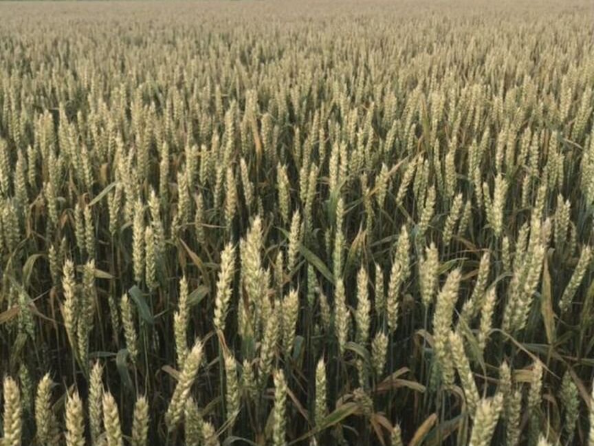 Пшеница