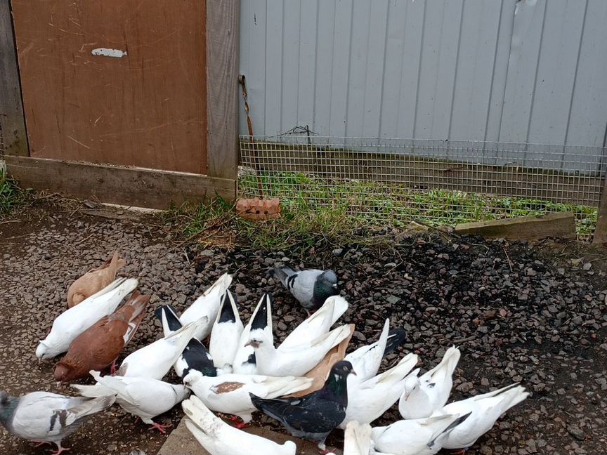 Бойные голуби