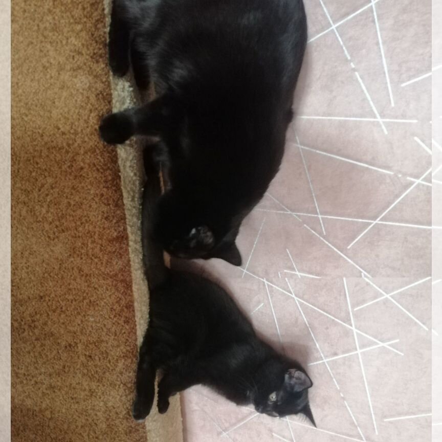 Котята мальчики полукровки