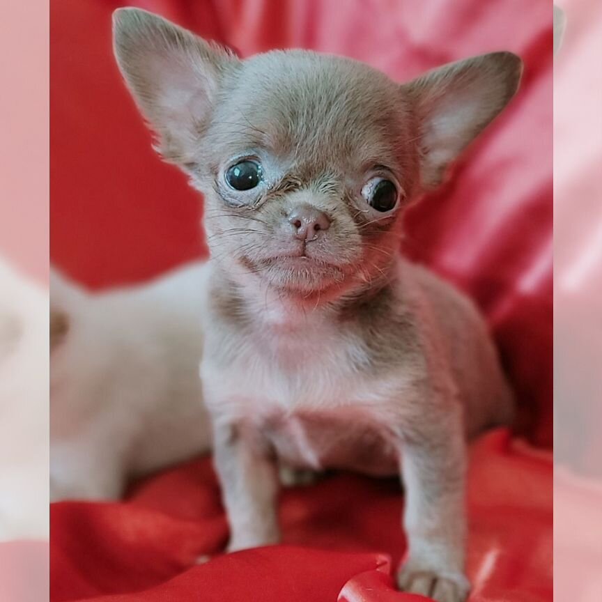 Чихуахуа, щенок