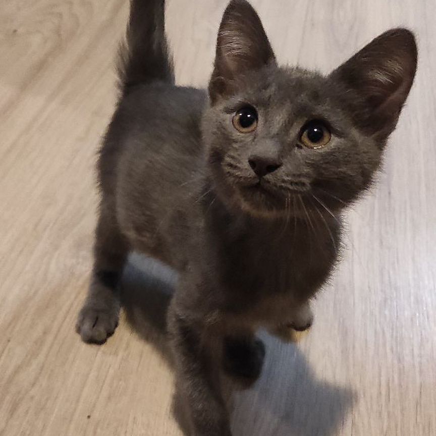 Котенок в добрые руки