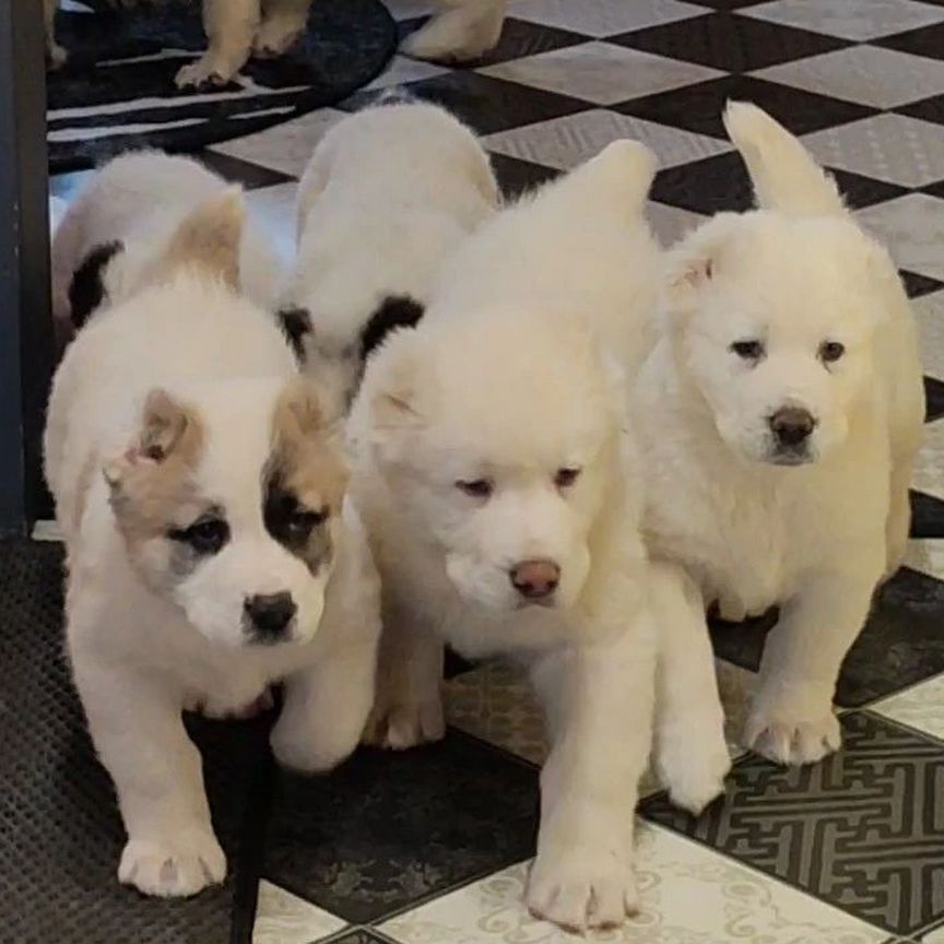 Среднеазиатская овчарка, щенок