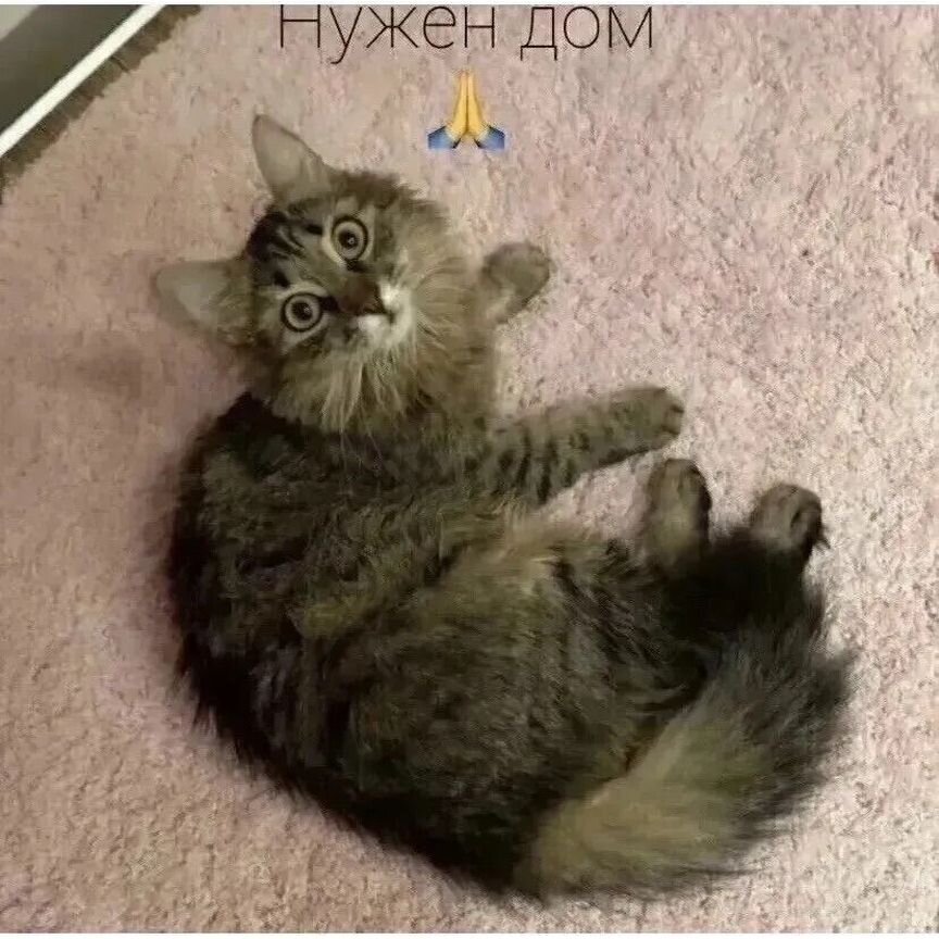 Спасенная малышка ищет ответственных родителей