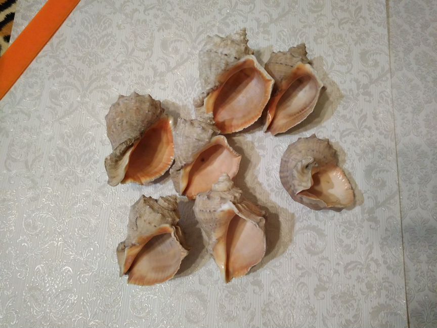 Морские ракушки раковины