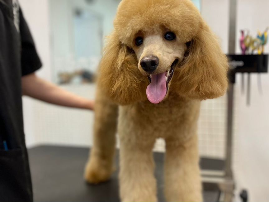 Той-пудель мини