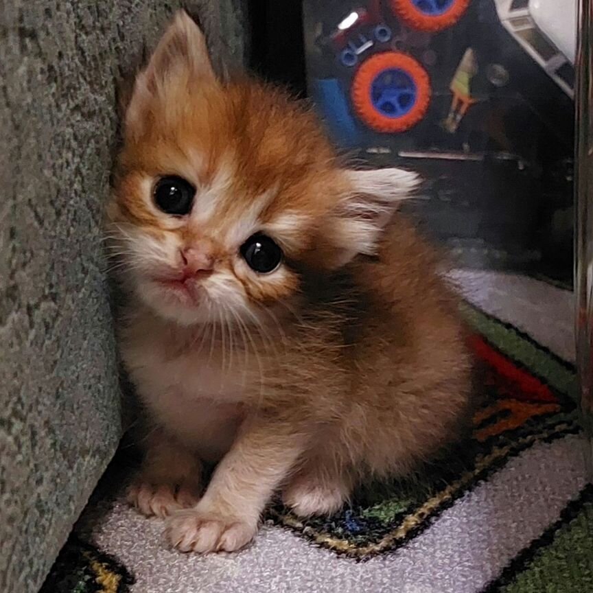 Котята