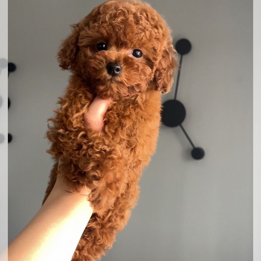 Той-пудель, щенок