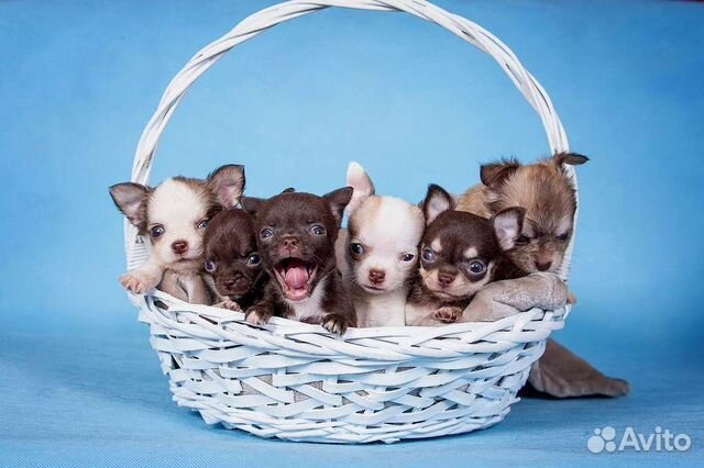 Замечательные детки чихуахуа