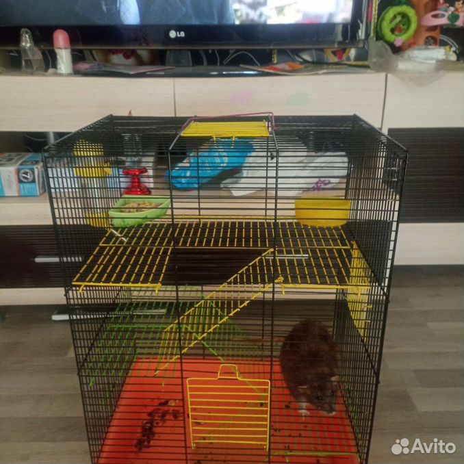 Крыса Дамбо мальчик вместе с клеткой бесплатно