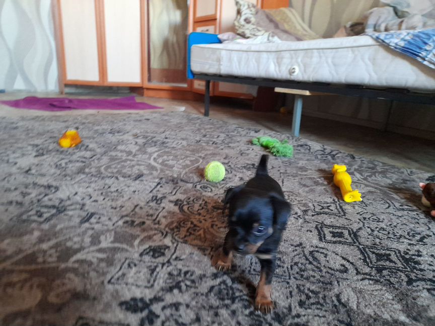 Мини той-терьер щенки