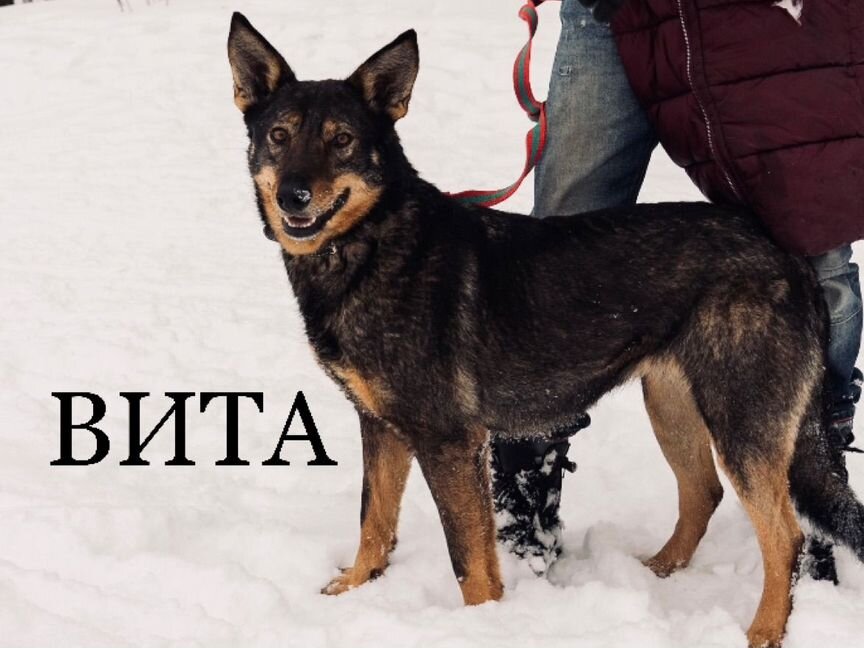 Собака в добрые руки