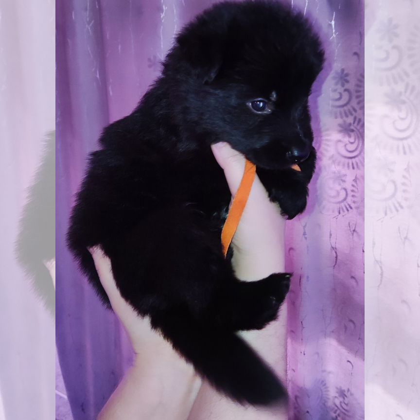 Немецкая овчарка, щенок