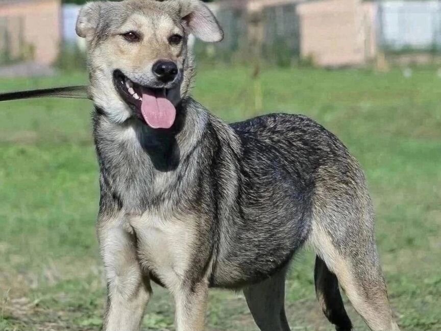 Отдам в добрые руки собаку Томила