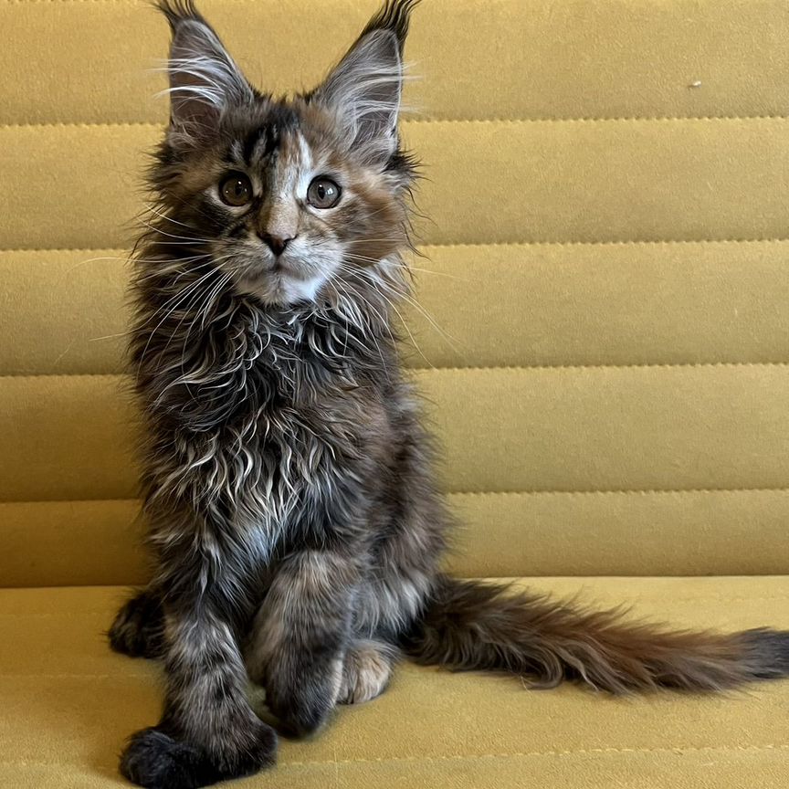 Котята мейн-кун